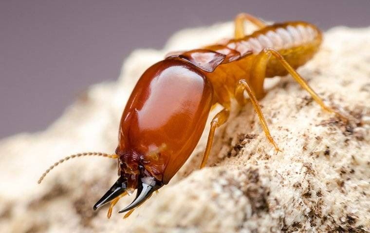 Blog - How Damaging Can An Untreated Termite Infestation Be In Charlotte