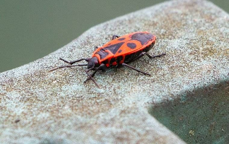 The Ultimate Guide To Boxelder Bug Management: Proven Control ...