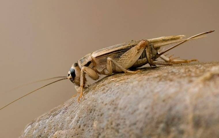 Blog - Richmond, VA Homeowner's Ultimate Cricket Control Guide