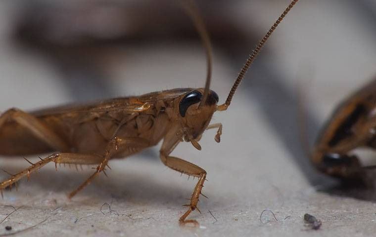 Blog - What You Need To Know About German Roaches In Charlotte