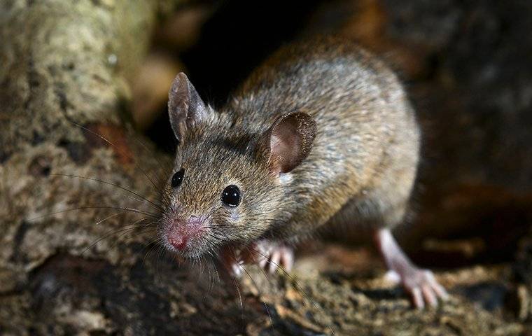 Blog - Richmond, VA Homeowners’ Complete Guide To House Mice