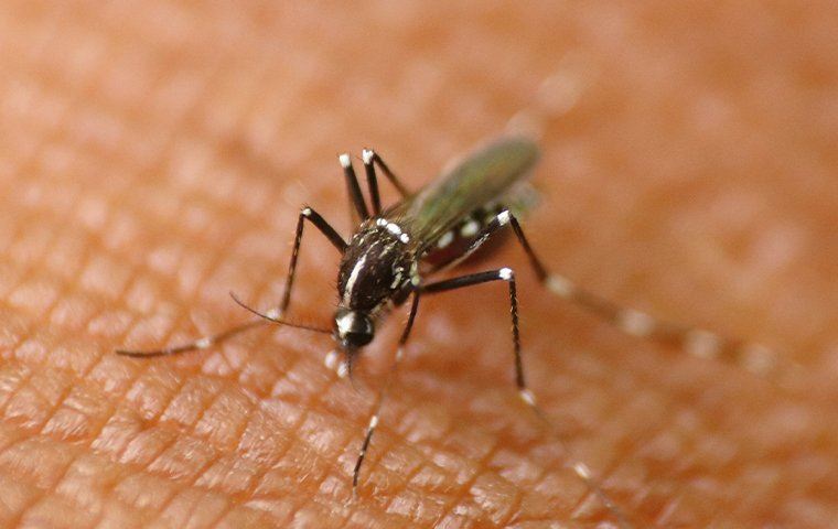 Blog - Pest Control For Mosquitoes (Triad Exterminators)