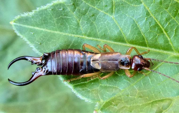 How To Get Rid Of Earwigs In Fredericksburg And Keep Them Away For Good