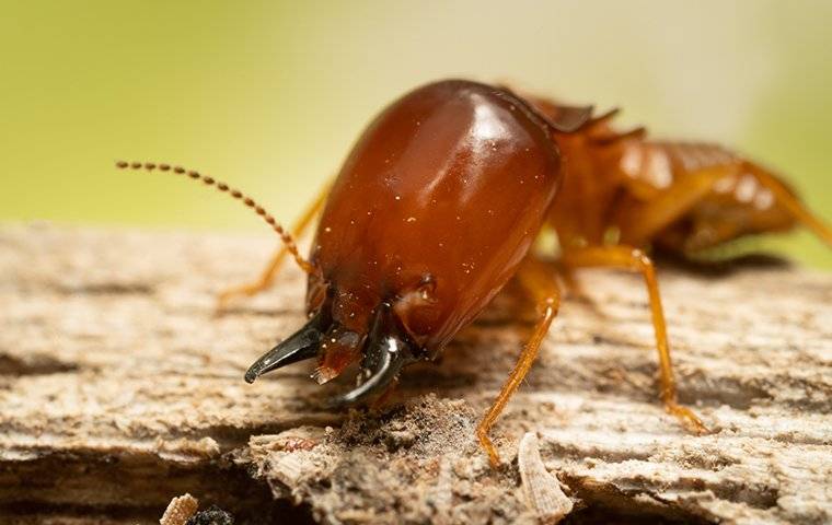 How To Identify And Get Rid Of Termites On Your Fort Mills Property