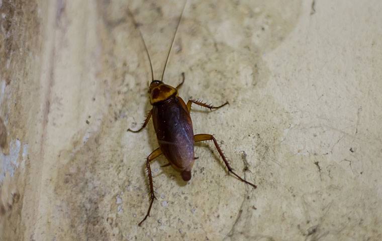 Blog - Columbia's Step-By-Step Cockroach Control Guide