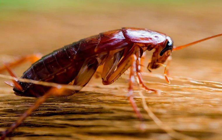 Blog - Everything You Should Know About Cockroaches In Greensboro, NC