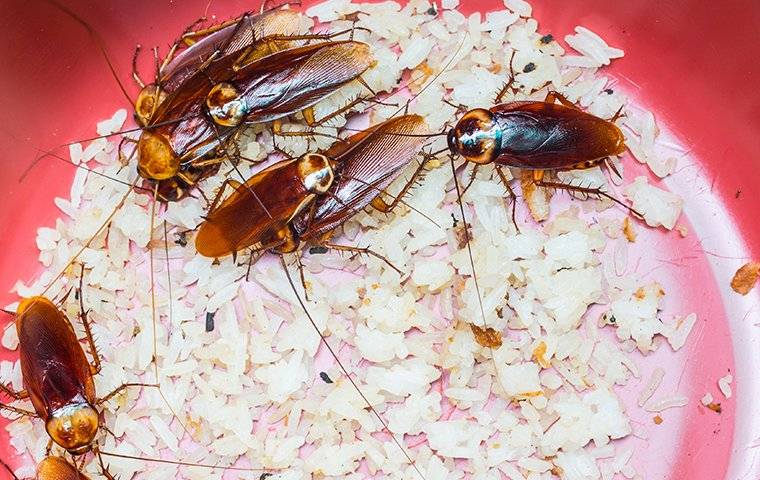 Blog - How To Tell If You Have A Roach Problem On Your Raleigh, NC Property
