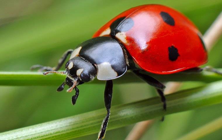 Are Ladybugs In Virginia Beach Easy To Deter?