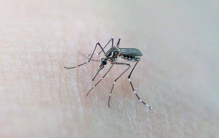 Blog - Mosquito Control In Columbia, SC