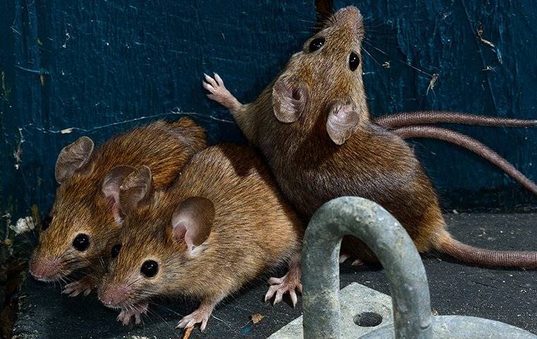 Blog - Common Questions About The Mice In Richmond, VA
