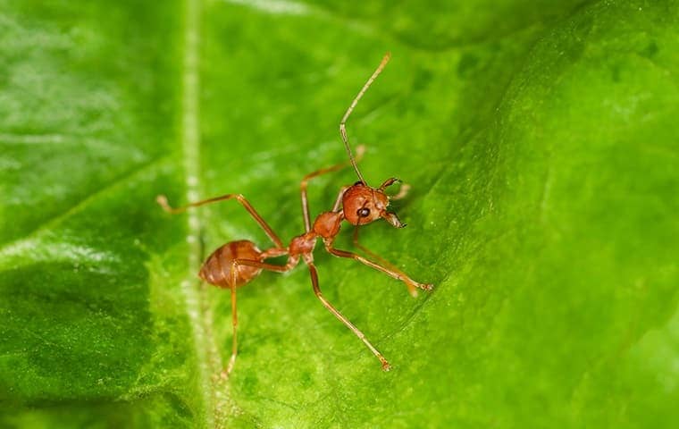 How To Tackle Ant Infestations In Fort Mill