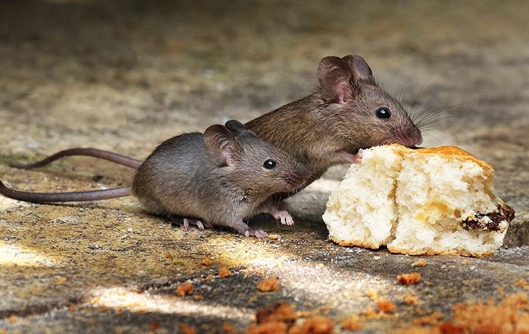 Blog - What To Do About Mice In Your Richmond, VA Home