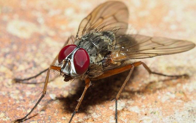 Blog - Five No-Sweat Fly Prevention Tips For Richmond, VA Property Owners
