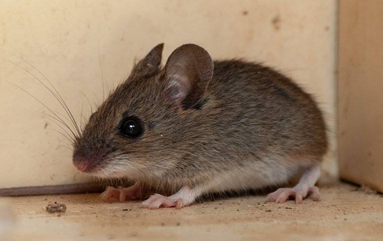 Blog - Greensboro, NC's Effective House Mice Prevention Guide