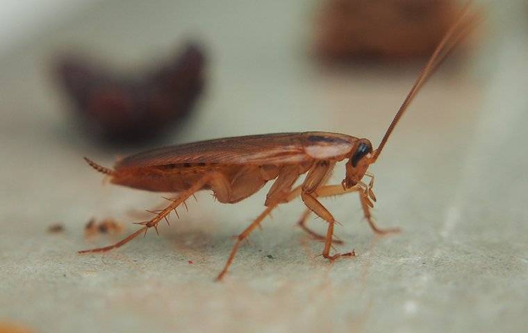 Blog - What Attracts Cockroaches To Your Greensboro, NC Home?