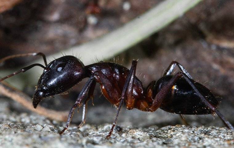 Greensboro's Ultimate Guide To Successful Ant Control