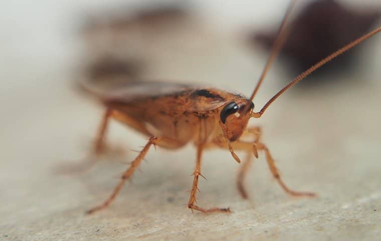 What's The Best Way To Get Rid Of Roaches In My Home In Virginia Beach