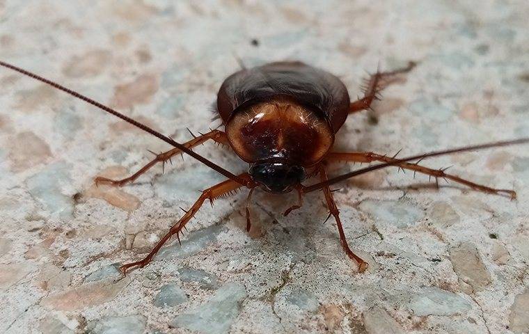 Blog - What Every Charlotte, NC Resident Should Know About Cockroaches
