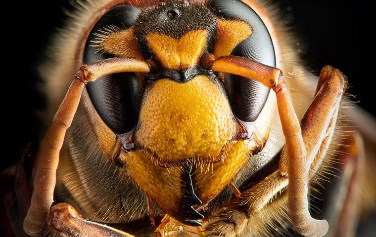 Blog - What To Do About Hornet Infestations In Greensboro, NC