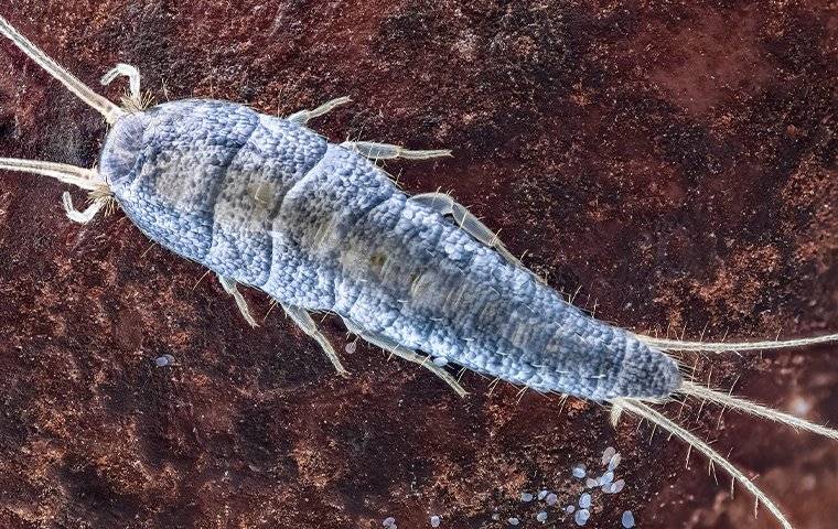 All The Ways Silverfish Can Damage Your Greensboro Home