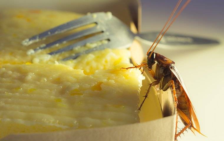 How To Keep The German Roaches In Columbia From Infesting Your Home
