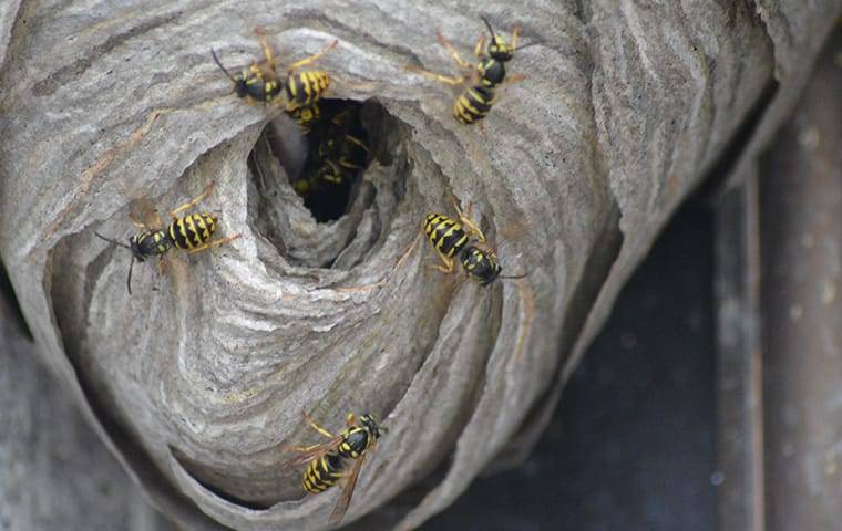 Blog - Effective Strategies For Yellow Jacket Control: Expert Advice ...