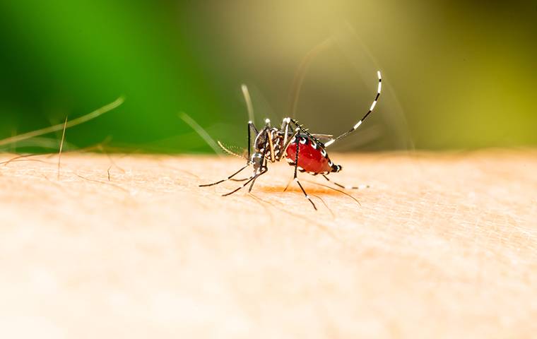 Blog - Just How Dangerous Are Mosquitoes In Columbia, SC?