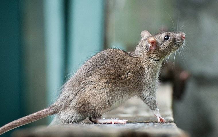 Rats In Fort Mills: A Useful Guide To Prevention And Control