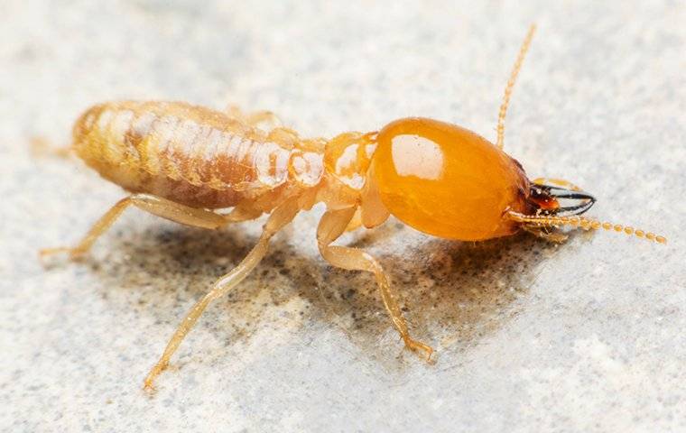 Blog - How To Spot Early Signs Of Termites On Your Greensboro, NC Property