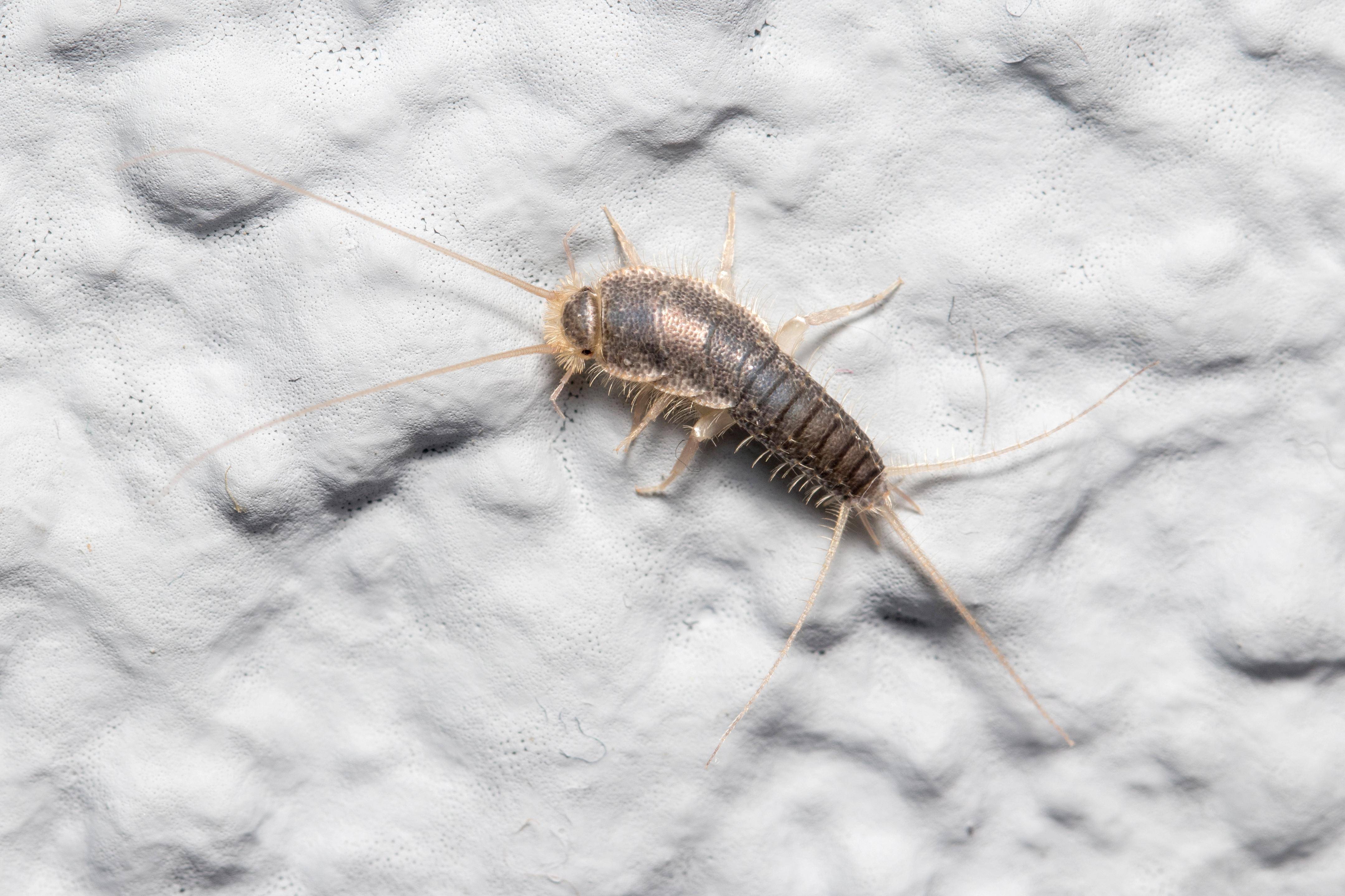What You Need To Know About Silverfish Control In Virginia Beach