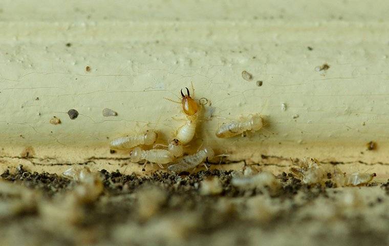 Blog - Minimizing Termite Damage: Getting Rid Of Termites In Greenville, SC