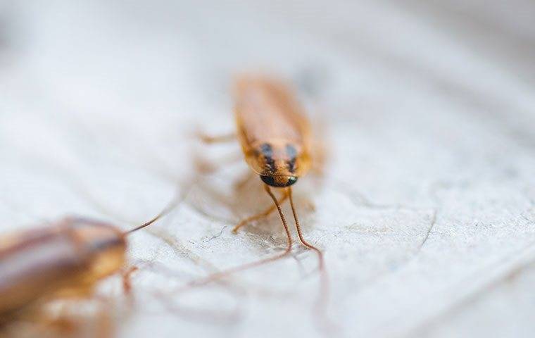 Blog - Just How Dangerous Are German Cockroaches In Richmond, VA?