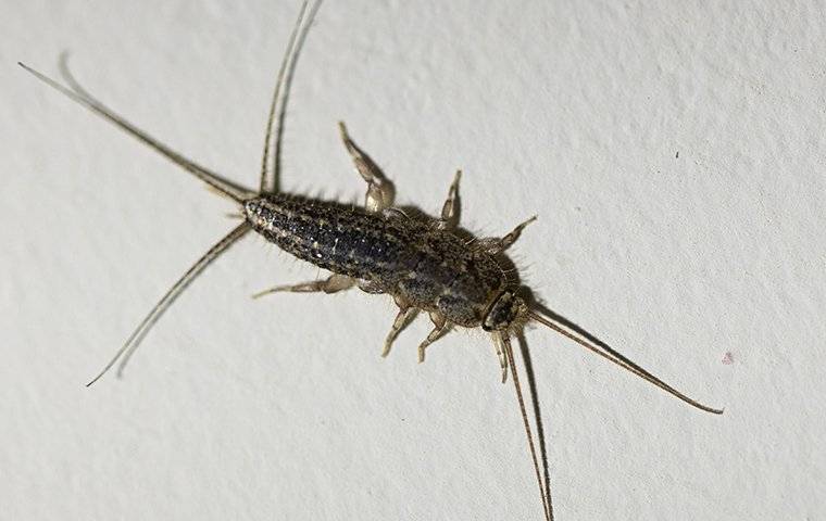Blog - Why Do I Have A Silverfish Problem In My Greensboro, NC Home?