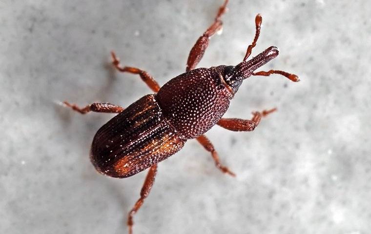 Blog - The Best Pest Control For Weevils (Greenville Exterminators)