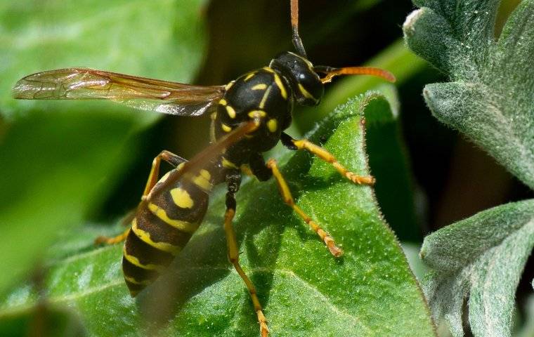 Blog - Eco-Friendly Wasp Prevention Tips