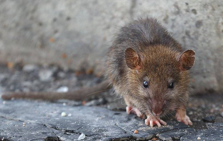 Rat Control 101: A Complete Guide For Hickory Property Owners